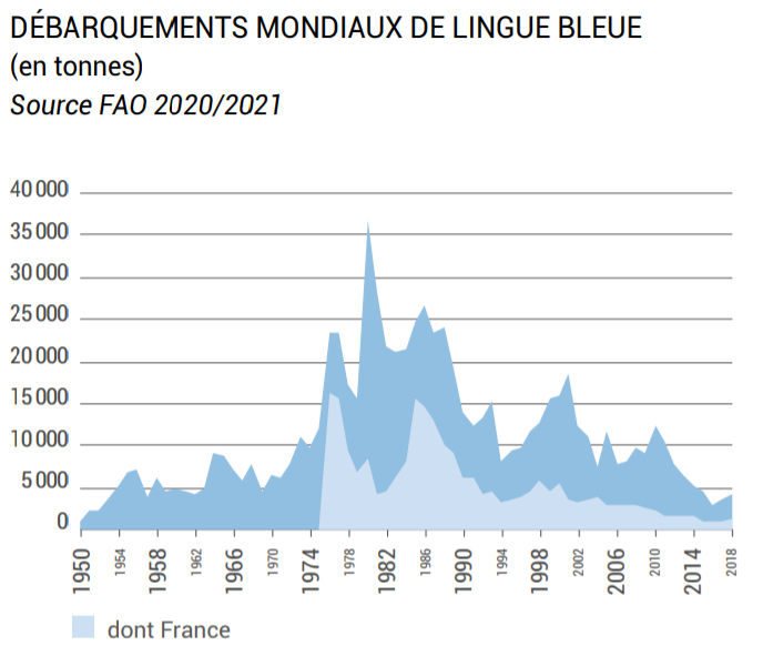 Lingue bleue | Guide des espèces